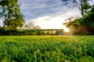 Sir Walter | Instant Lawn Turf Suppliers in Melbourne