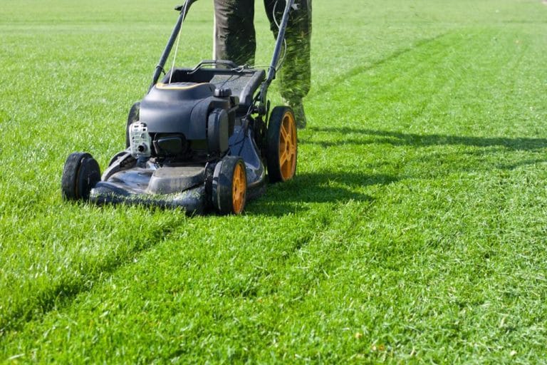 Sir Walter | Instant Lawn Turf Suppliers in Melbourne