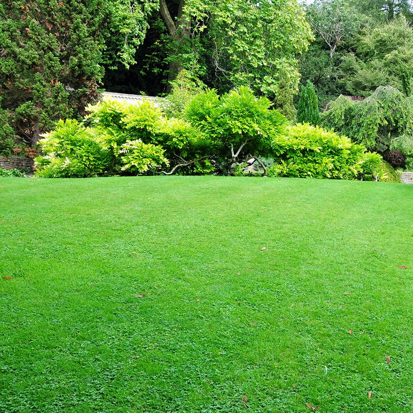 Instant Lawn Turf Suppliers in Melbourne